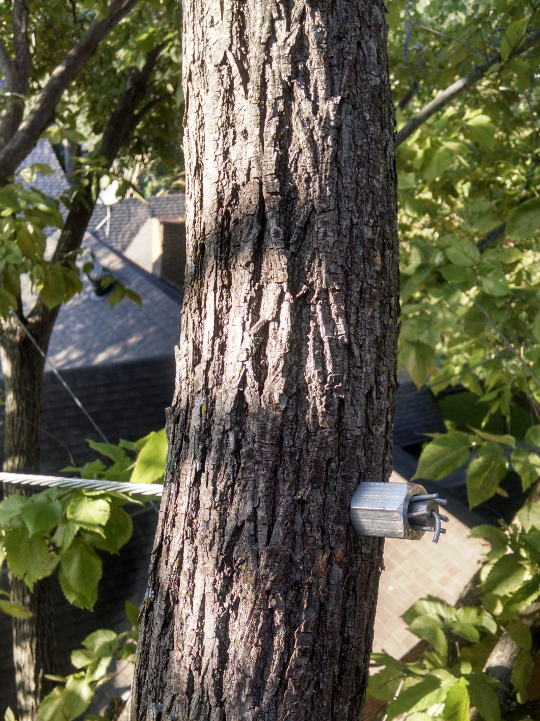 Tree Cabling & Bracing: Plano, Dallas, McKinney, TX | D & J Arborist ...