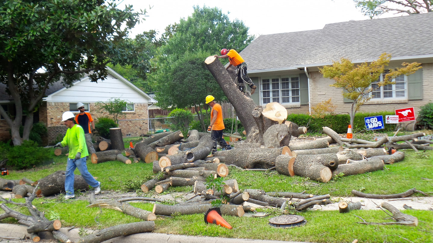 Mission Statement | D & J Arborist, Tree Services