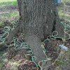 Oak Wilt Management: Plano, Dallas, McKinney, TX | D & J Arborist, Tree ...