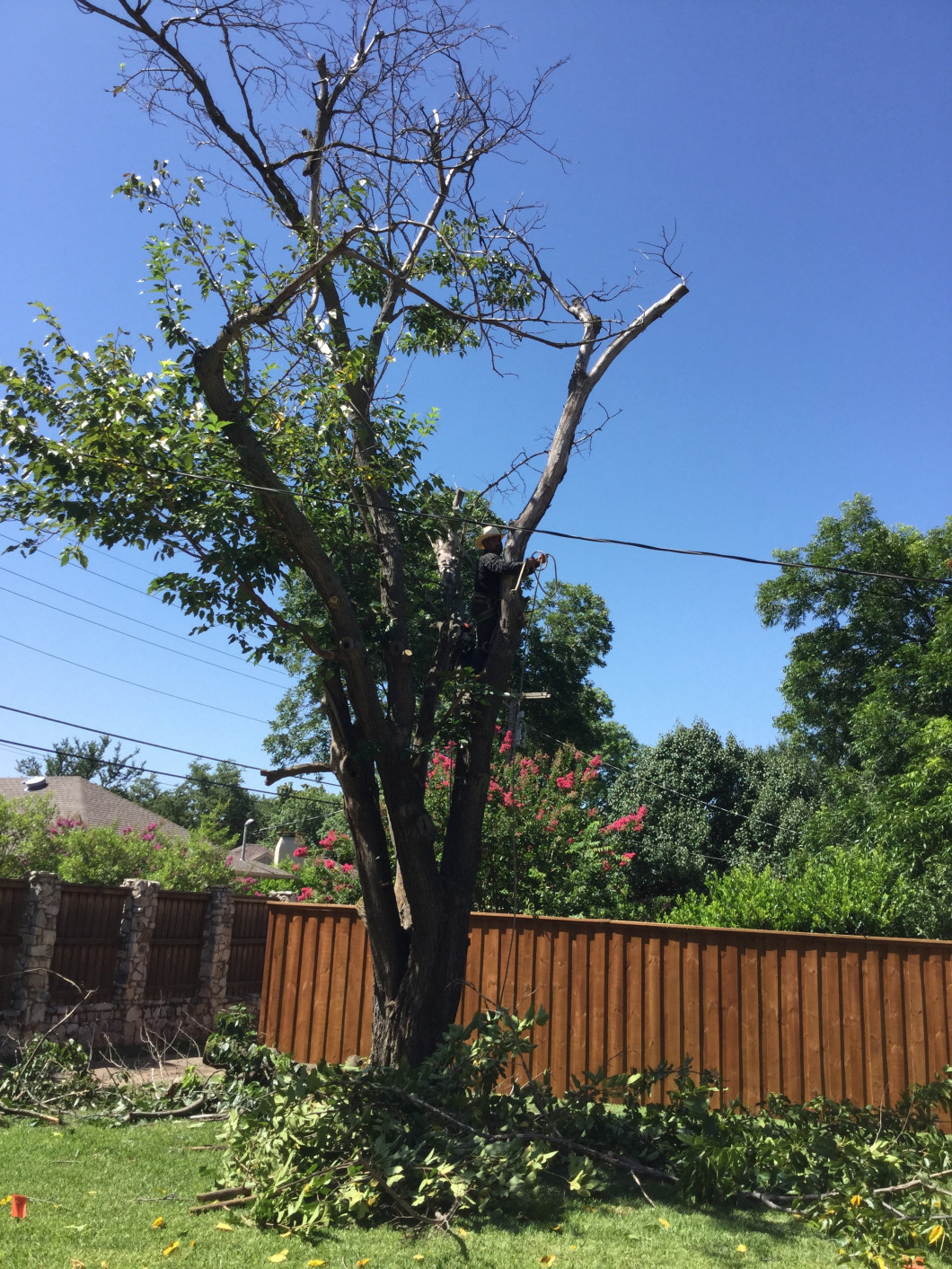 Tree Removal: Plano, Dallas, McKinney, TX | D & J Arborist, Tree Services